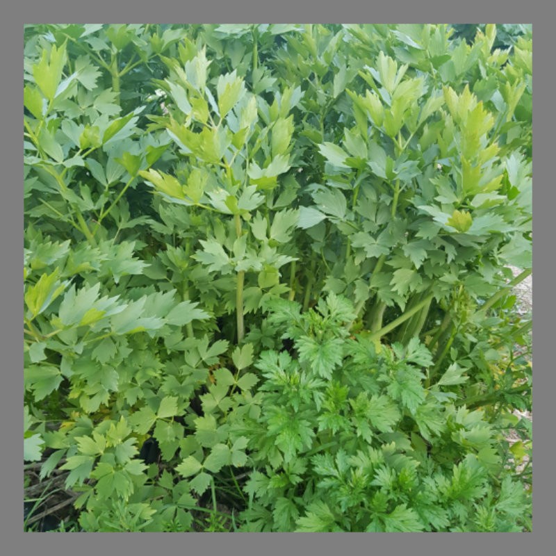 Aromate les délices du jardin d'Ainval