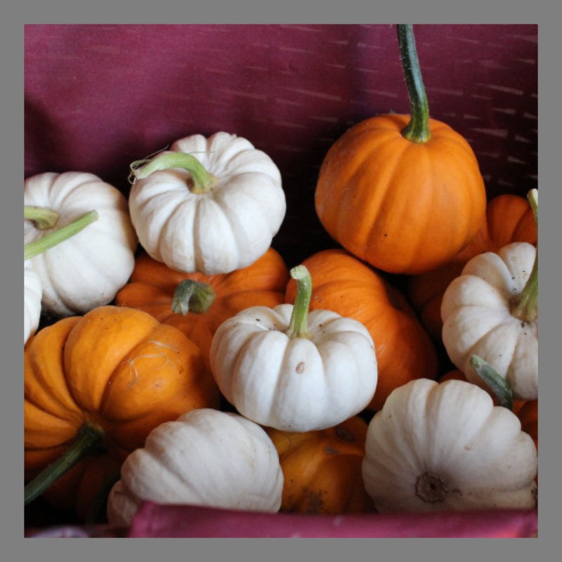 Courges Mini Jack be little & baby boo